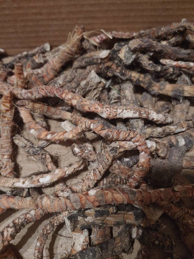 Rat Root Weekas Sweetflag Muskrat Root Acorus Calamus - Etsy Canada