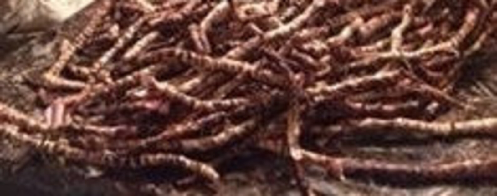 Rat Root Weekas Sweetflag Muskrat Root Acorus Calamus | Etsy