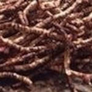 Rat Root - Weekas, Sweetflag , Muskrat Root, Acorus Calamus - Etsy