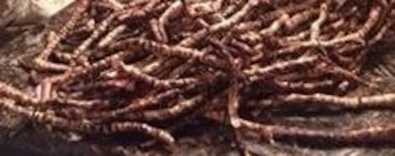 Rat Root Weekas Sweetflag Muskrat Root Acorus Calamus | Etsy