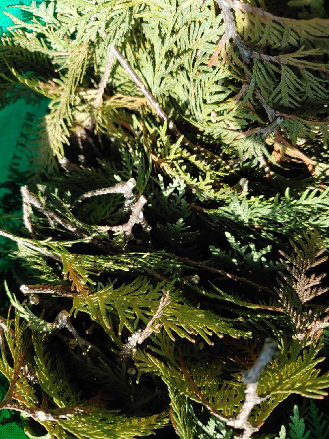 Wild Cedar. Whole . per Cup - Etsy