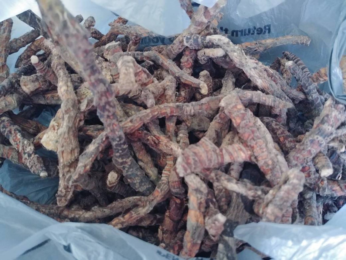 Rat Root - Weekas, Sweetflag , Muskrat Root, Acorus Calamus - Etsy