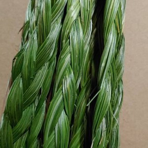 10 Freshly Braided Sweetgrass Braids . Sweetgrass. Hierochloe Odorata ...