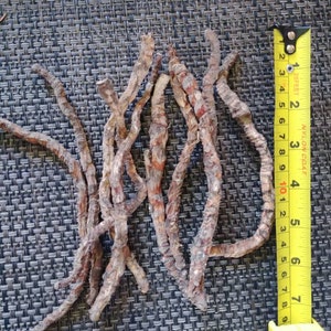 Rat Root - Weekas, Sweetflag , Muskrat Root, Acorus Calamus - Etsy