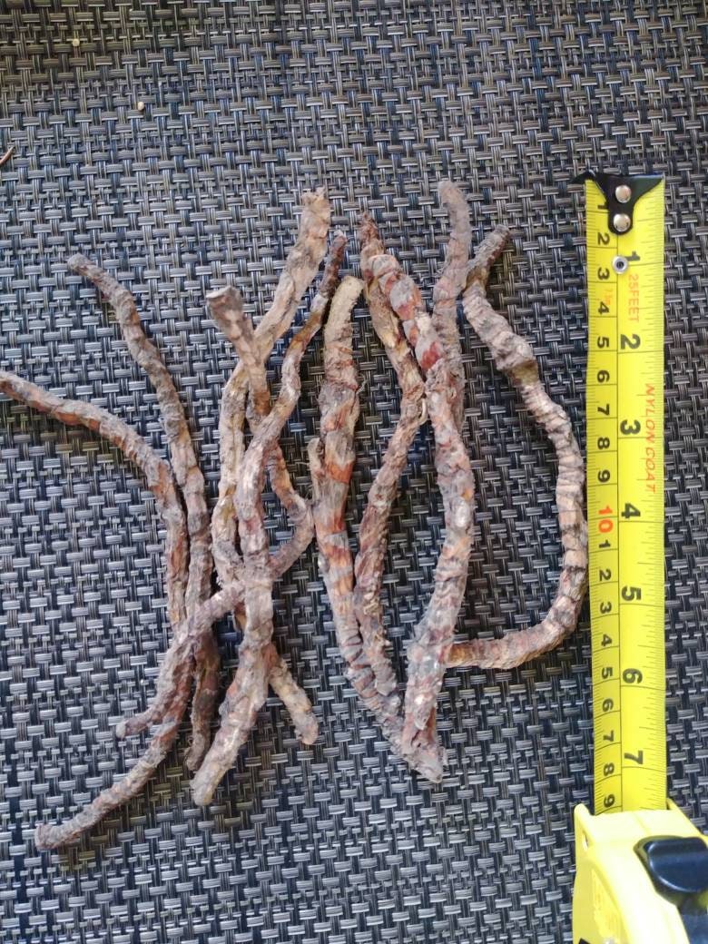 Rat Root - Weekas, Sweetflag , Muskrat Root, Acorus Calamus - Etsy Canada