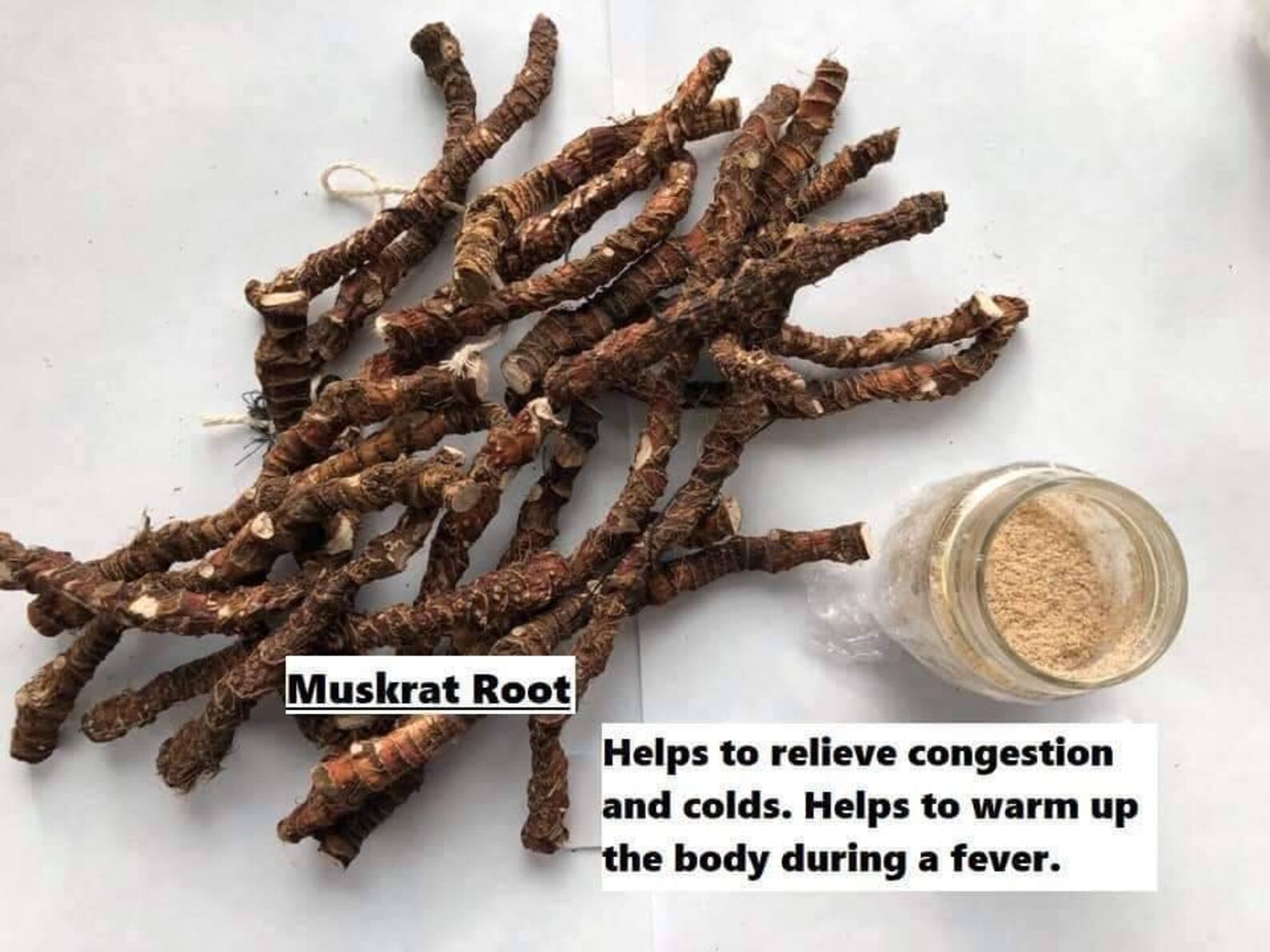 Rat Root - Weekas, Sweetflag , Muskrat Root, Acorus Calamus - Etsy