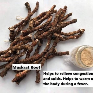 Rat Root - Weekas, Sweetflag , Muskrat Root, Acorus Calamus - Etsy