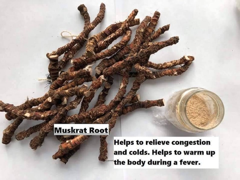 Rat Root Weekas Sweetflag Muskrat Root Acorus Calamus | Etsy