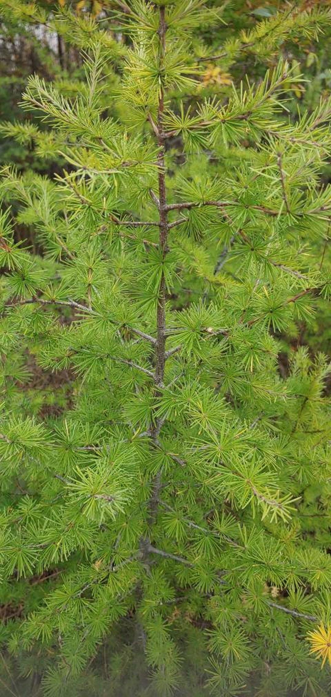 Tamarack Needles