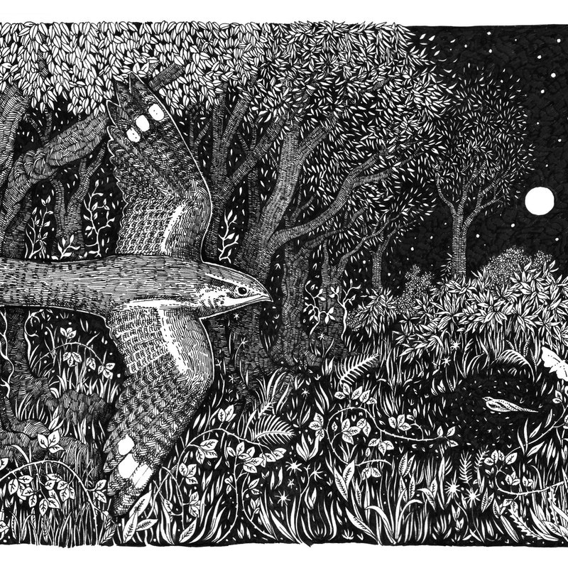 Whippoorwill - Etsy