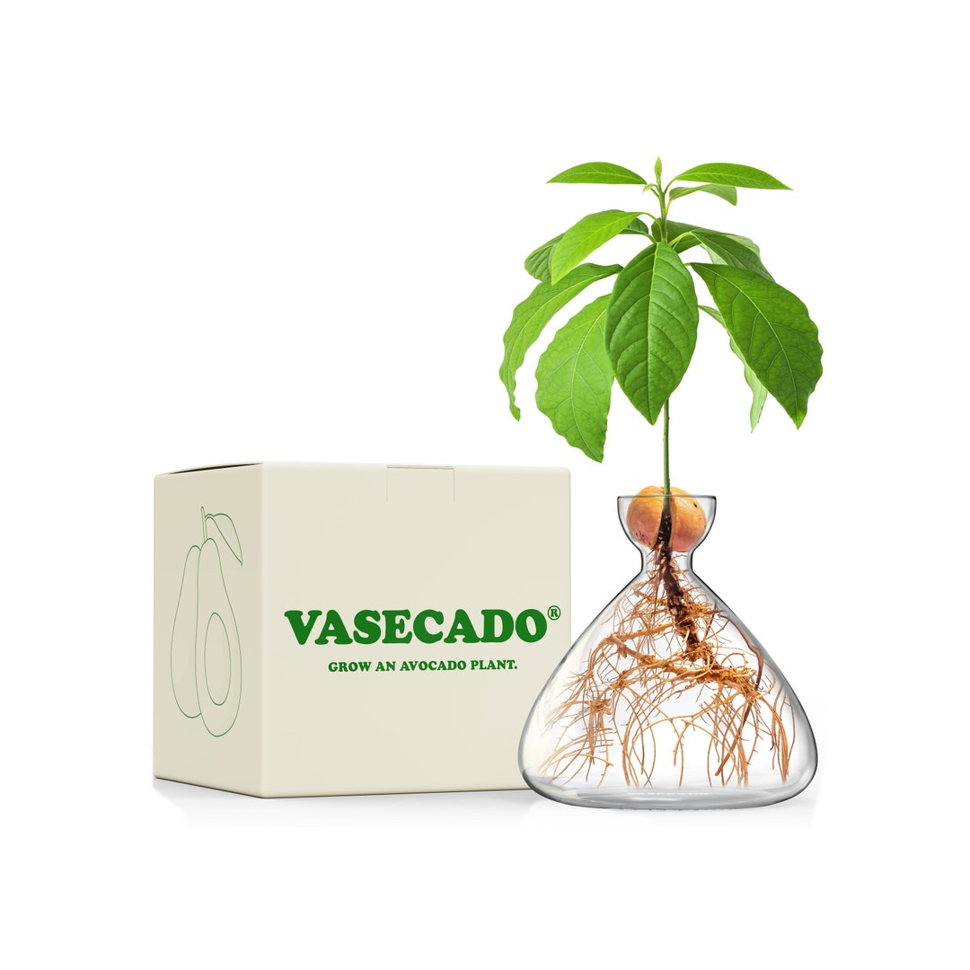 Vasecado® Grow an Avocado Plant hand-blown Clear Glass Vase for ...