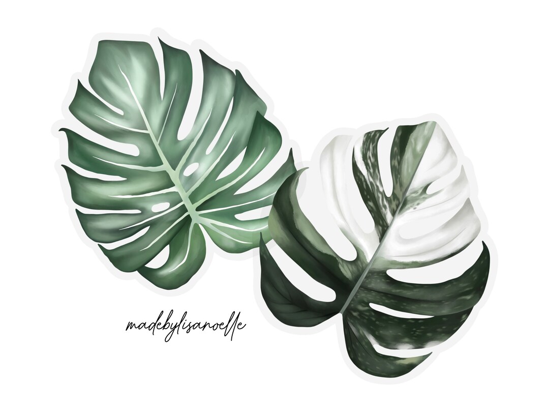 Monstera / Variegated Monstera Sticker - 2 Sizes Available - Clear ...