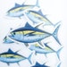 Tuna Sticker, 4inch Clear Edge, Yellowfin Tuna Sticker, Big Eye Tuna - Etsy
