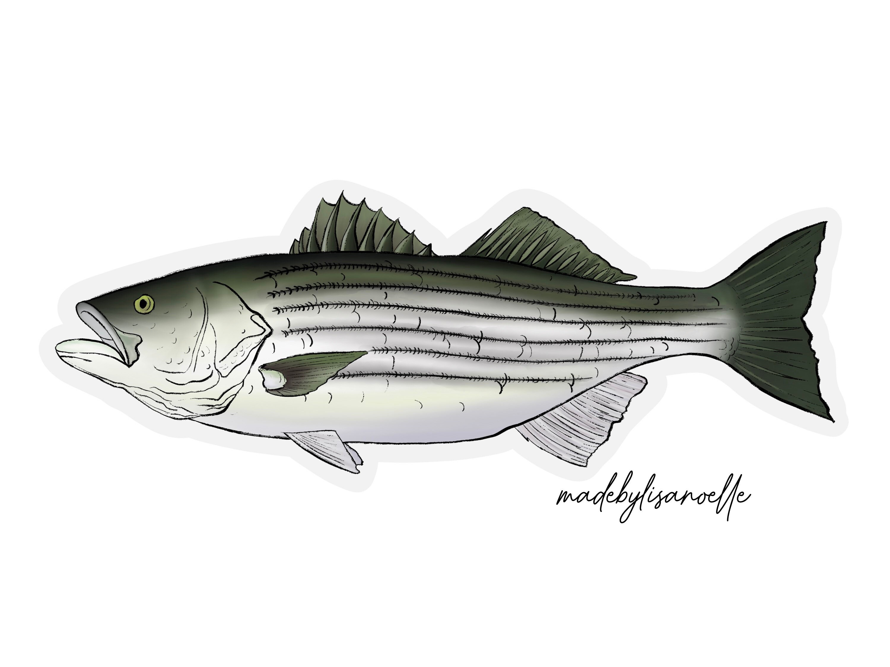 Hybrid Striped Bass Drawing