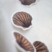 Scallop Shell Sticker, 2inch clear Edge Vinyl - Etsy