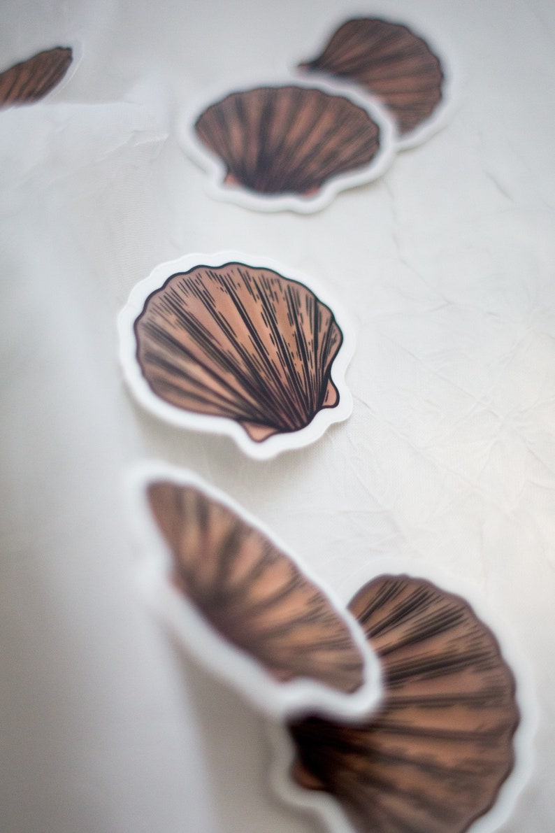 Scallop Shell Sticker 2inch clear Edge Vinyl - Etsy
