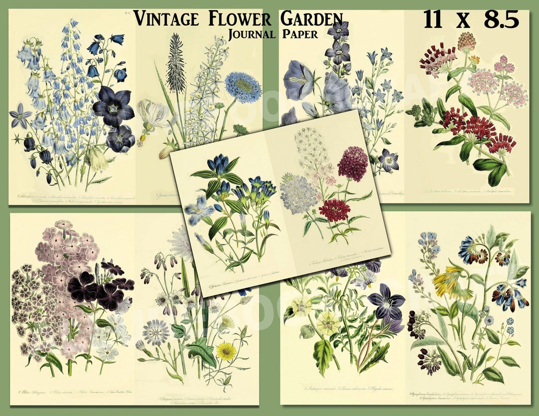 Vintage Floral Journal Paper: 1800s Botanical Illustrations (digital ...