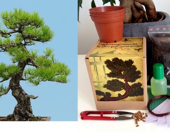 Bonsai kit | Etsy