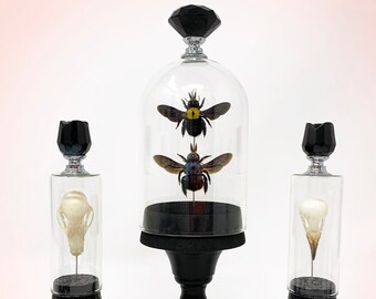 Bell Jar Display - Etsy