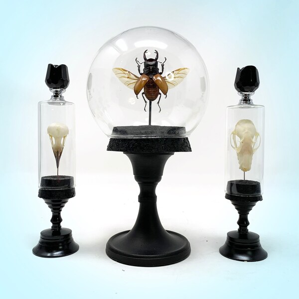 Nature Specimen - Etsy