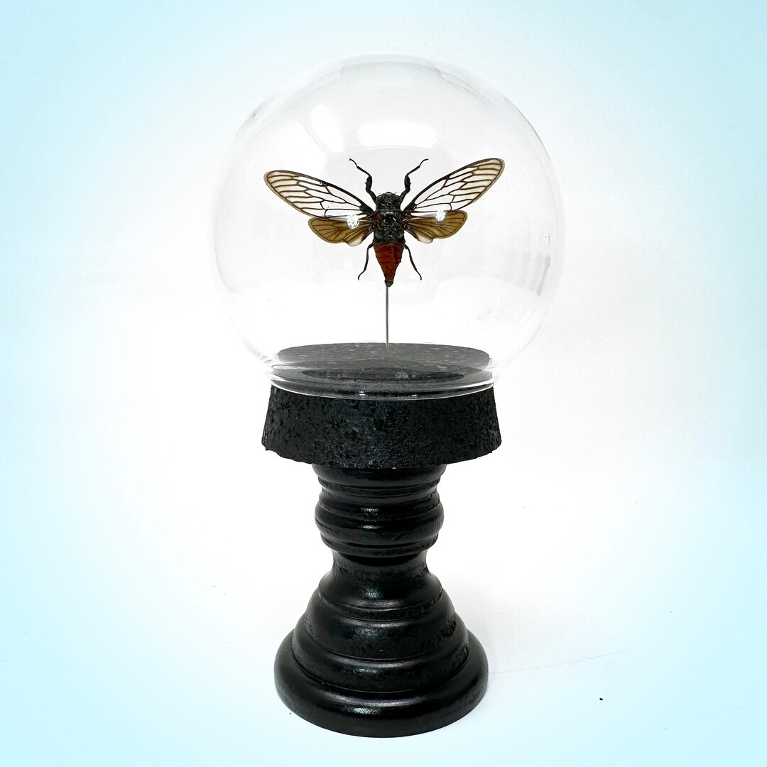Cicada Bug Globe Display, Taxidermy Insect Art, Nature Display ...