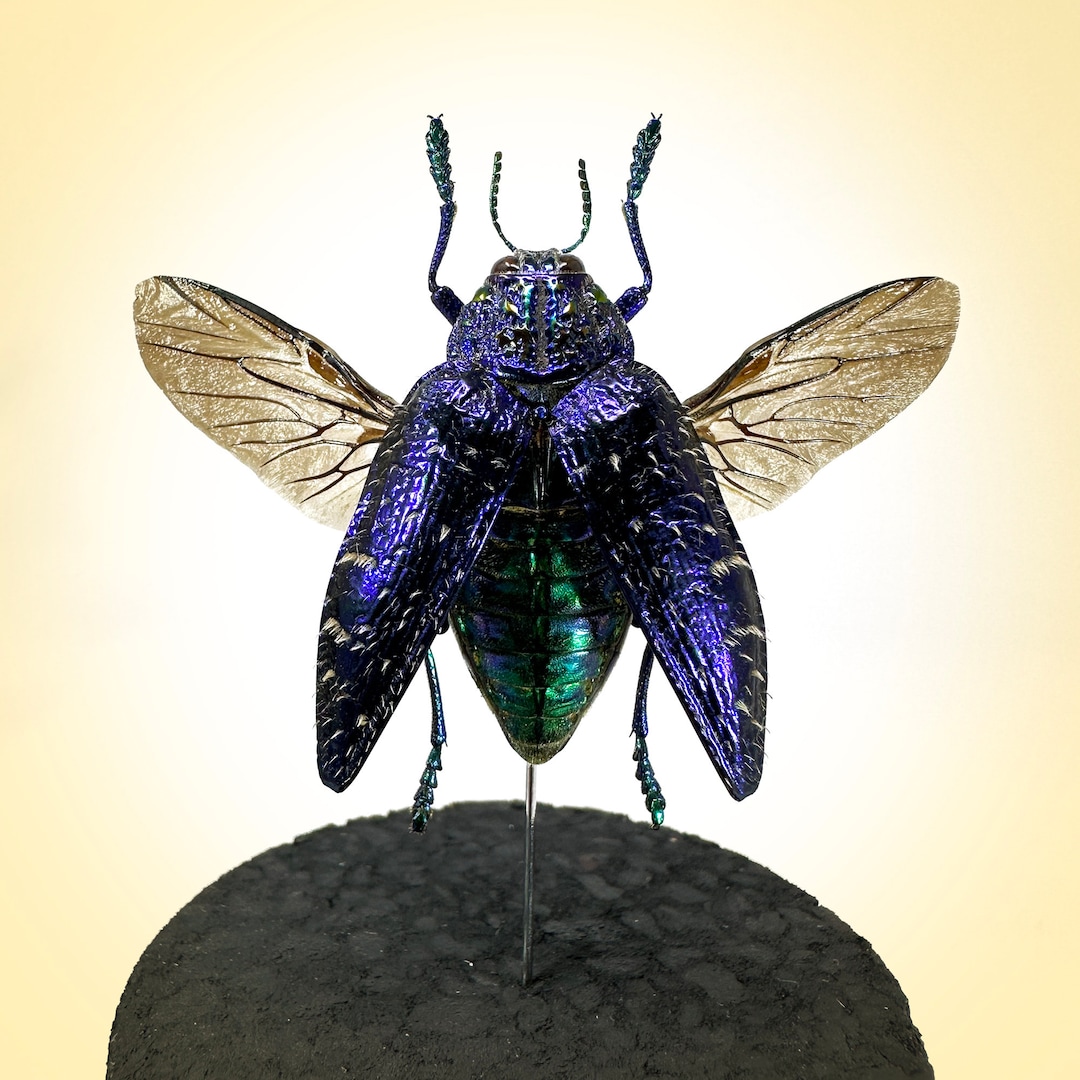 BIG Blue Insect Art Globe Display, Taxidermy Insect Art, Nature Display ...