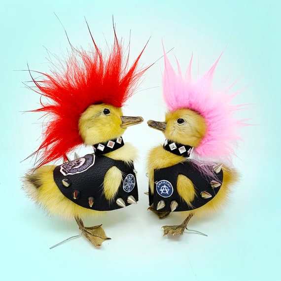 Taxidermy Punk Duck Punk Rocker Oddities Anarchy Skull - Etsy