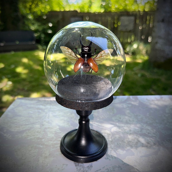 Nature Specimen - Etsy