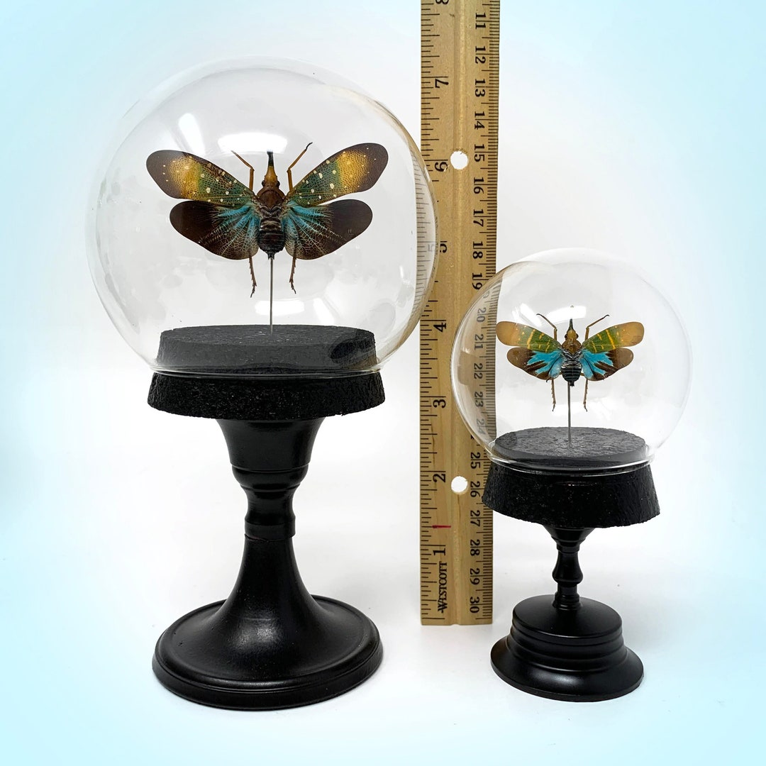 REAL Insect Art Glass Displays, Nature Decor, Dark Arts, Oddities, Dead ...