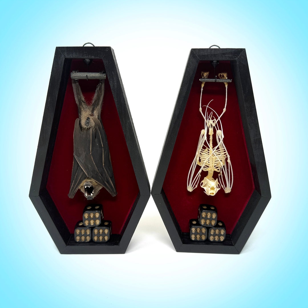 REAL Bat Wall Art, Bat Skeleton in Coffin, ODDITIES, Goth Shelf ...