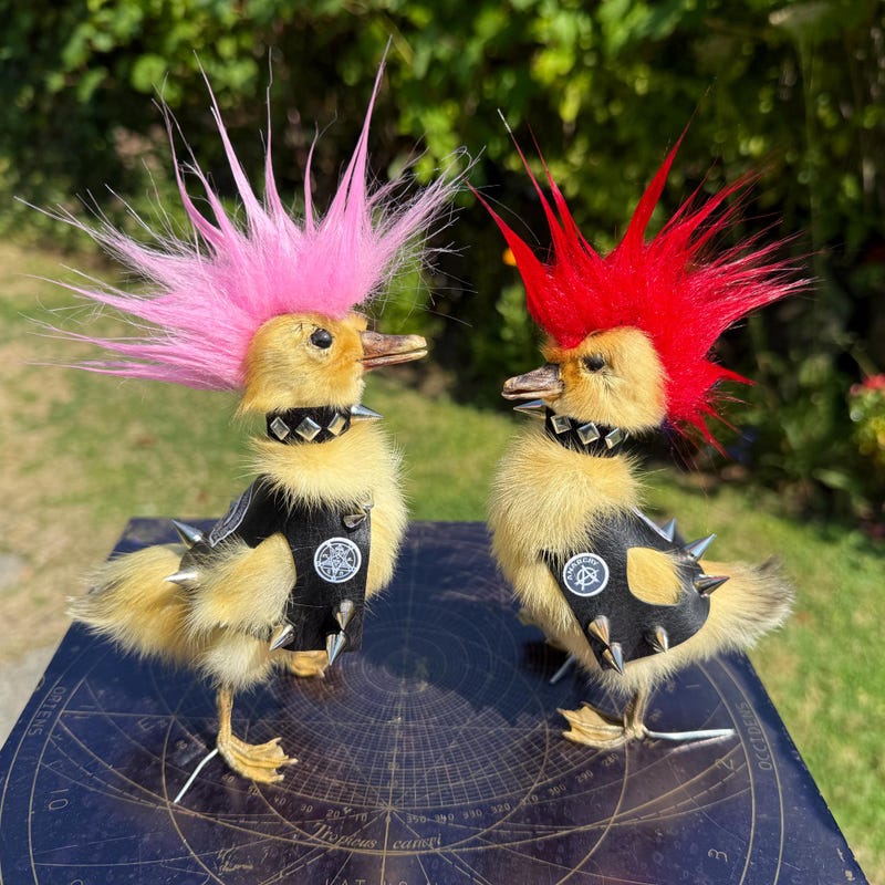 Weird Taxidermy - Etsy