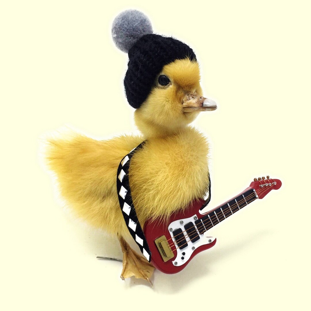 Taxidermy Duckling Rockstar Duck Guitar Oddity Goth - Etsy