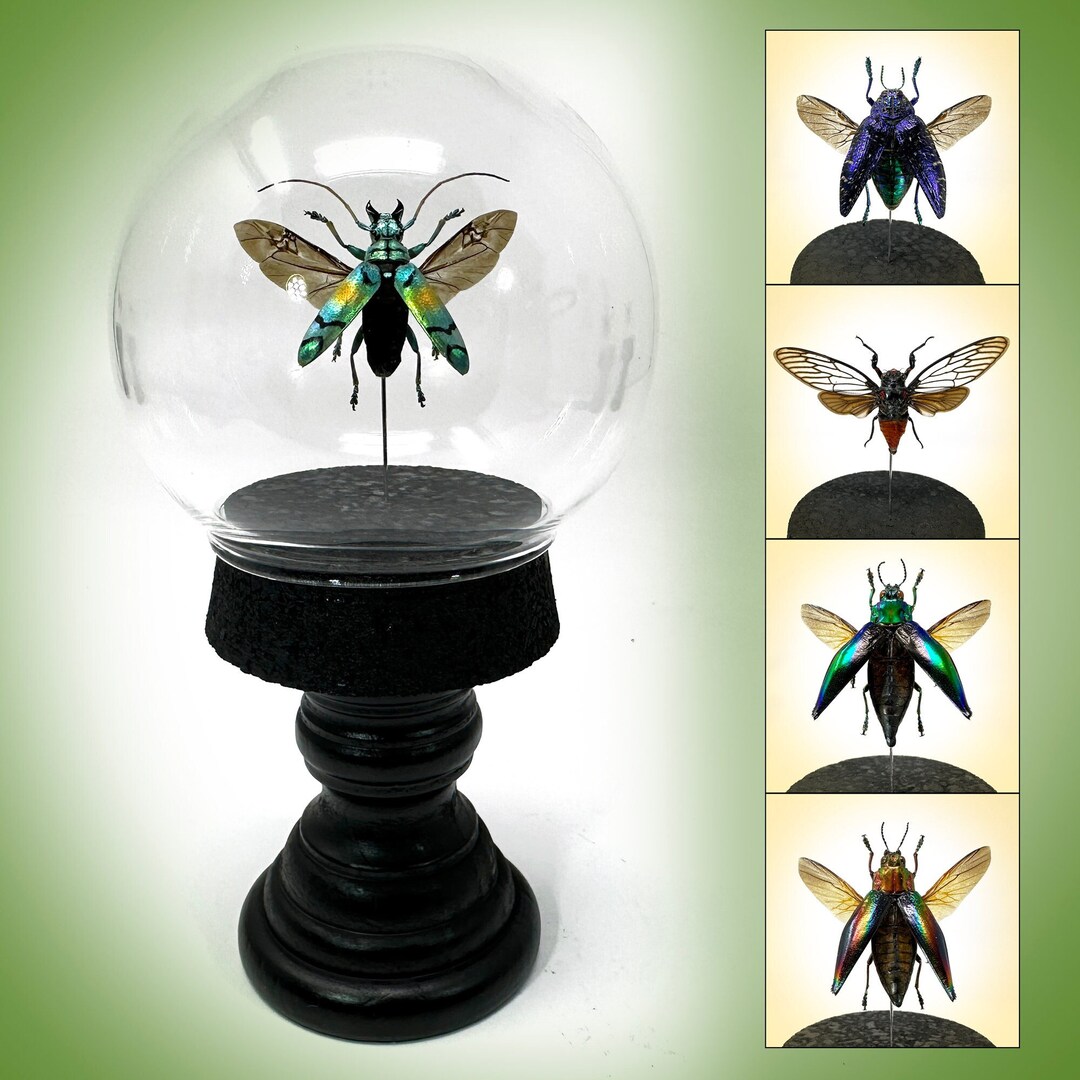 REAL Bug Globes, Taxidermy Insect Art, Nature Display, Curiosities ...