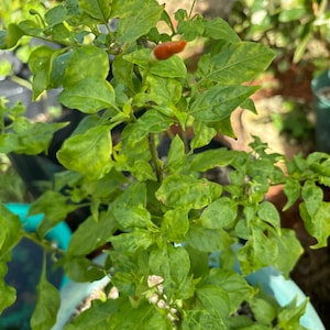 Philippine Siling Labuyo Department of Agriculture Hot Sili Seeds - Etsy