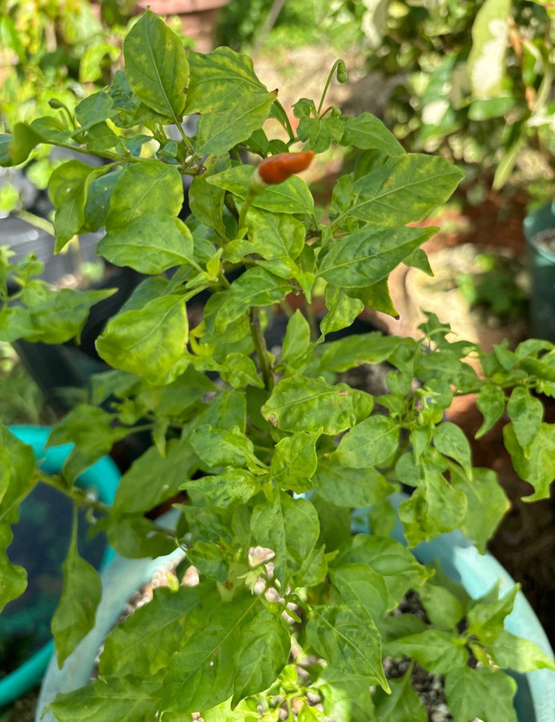 Philippine Siling Labuyo Department of Agriculture Hot Sili Seeds - Etsy
