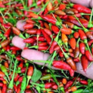 Philippine Siling Labuyo Department of Agriculture Hot Sili Seeds - Etsy