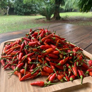 1 Pound MANGO Pickled With Real Guam Boonie Peppers, Chill and Serve ...