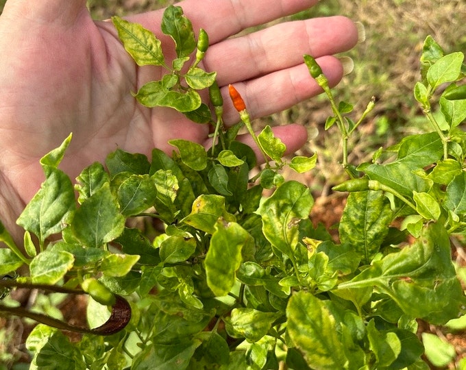 Philippine Siling Labuyo Department of Agriculture Hot Sili Seeds ...