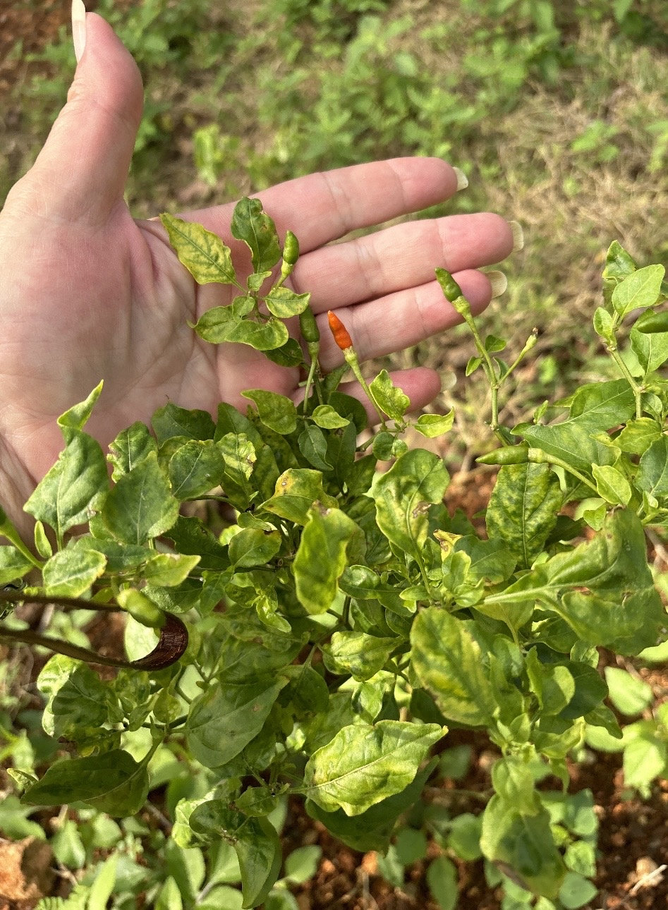 Philippine Siling Labuyo Department of Agriculture Hot Sili Seeds - Etsy