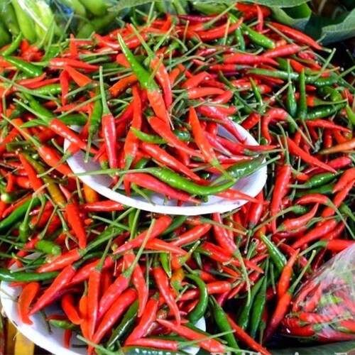 Philippine Siling Labuyo Department of Agriculture Hot Sili | Etsy