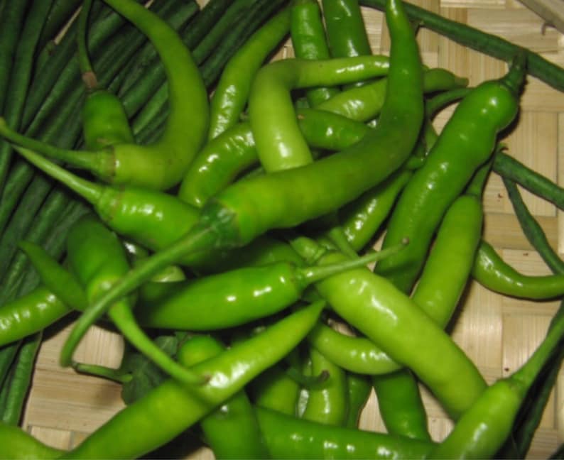 Philippine HOT Green Finger Pepper Seeds Sili Pang Sigang Sinigang Phil ...
