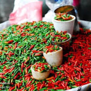 Philippine Siling Labuyo Department of Agriculture Hot Sili Seeds - Etsy
