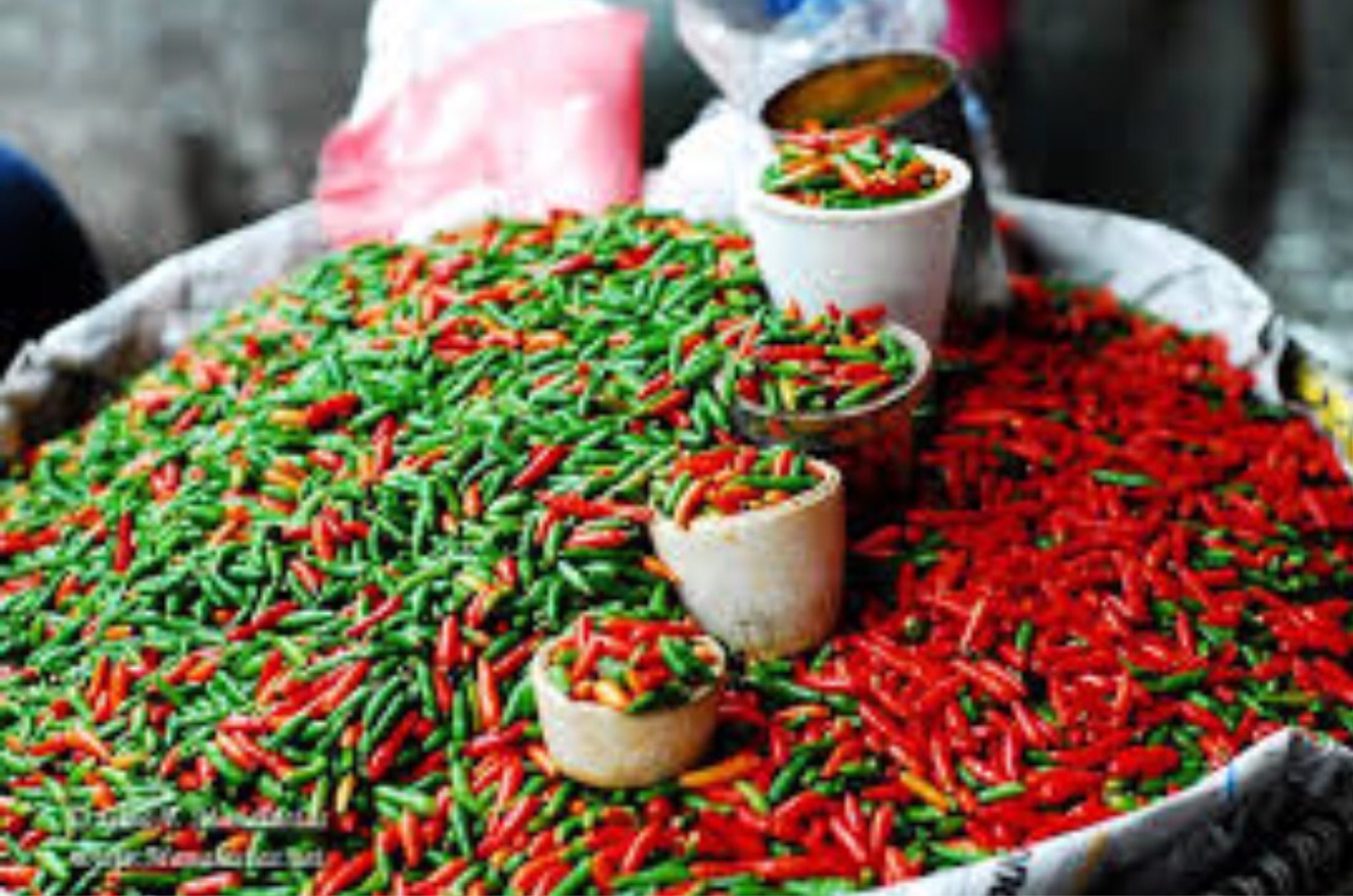 Philippine Siling Labuyo Department of Agriculture Hot Sili Seeds - Etsy