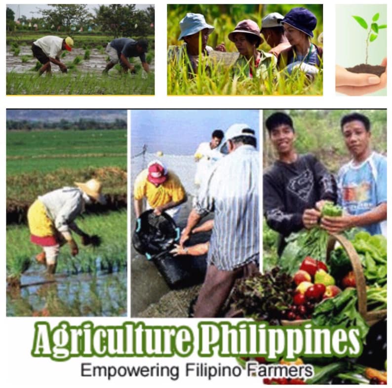 Philippine Siling Labuyo Department of Agriculture Hot Sili Seeds - Etsy