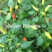 Philippine HOT Green Finger Pepper Seeds Sili Pang Sigang Sinigang Phil ...