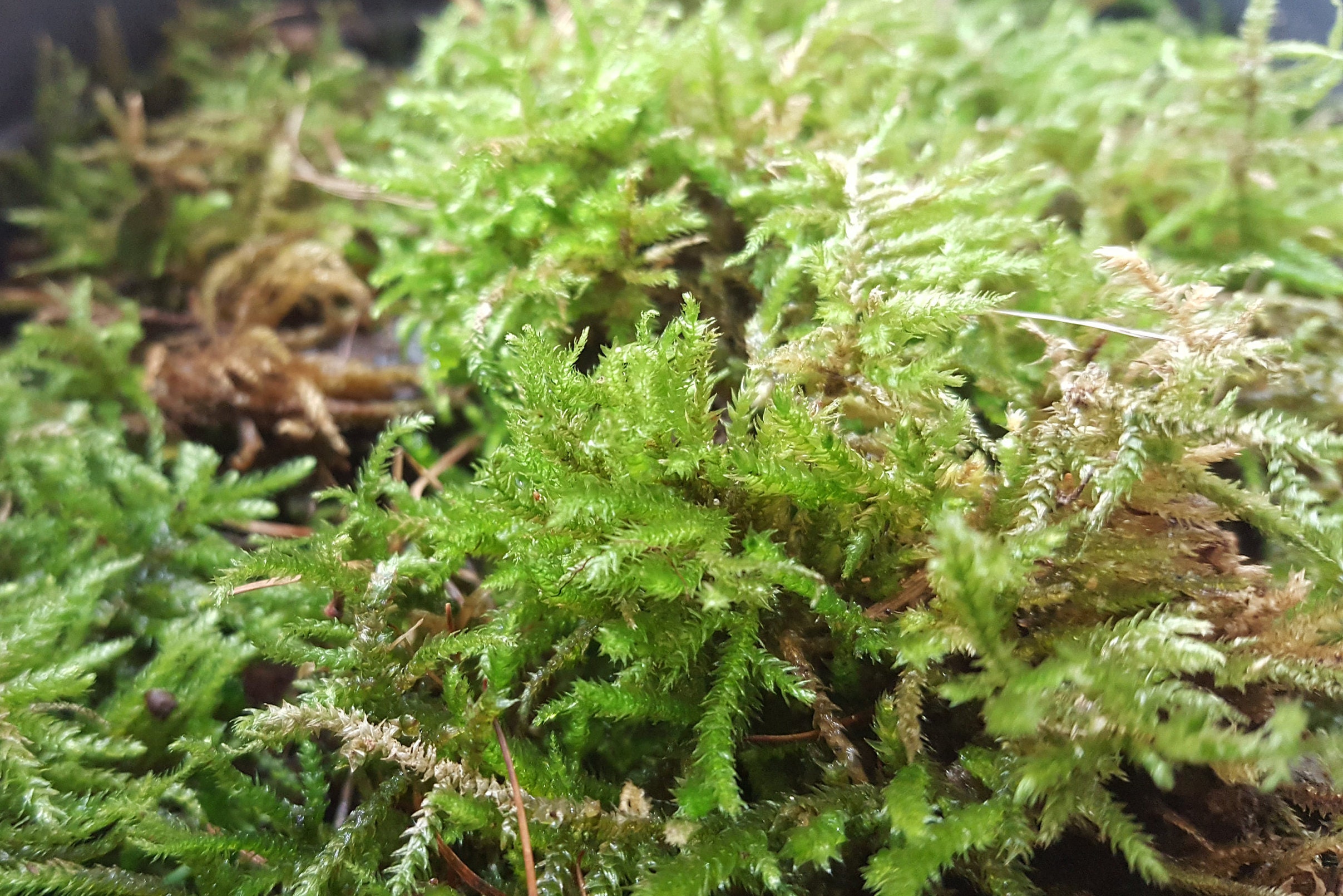 Terrario Hobbit, Terrario Musgo, Accesorios de jardín de hadas, Casa ...