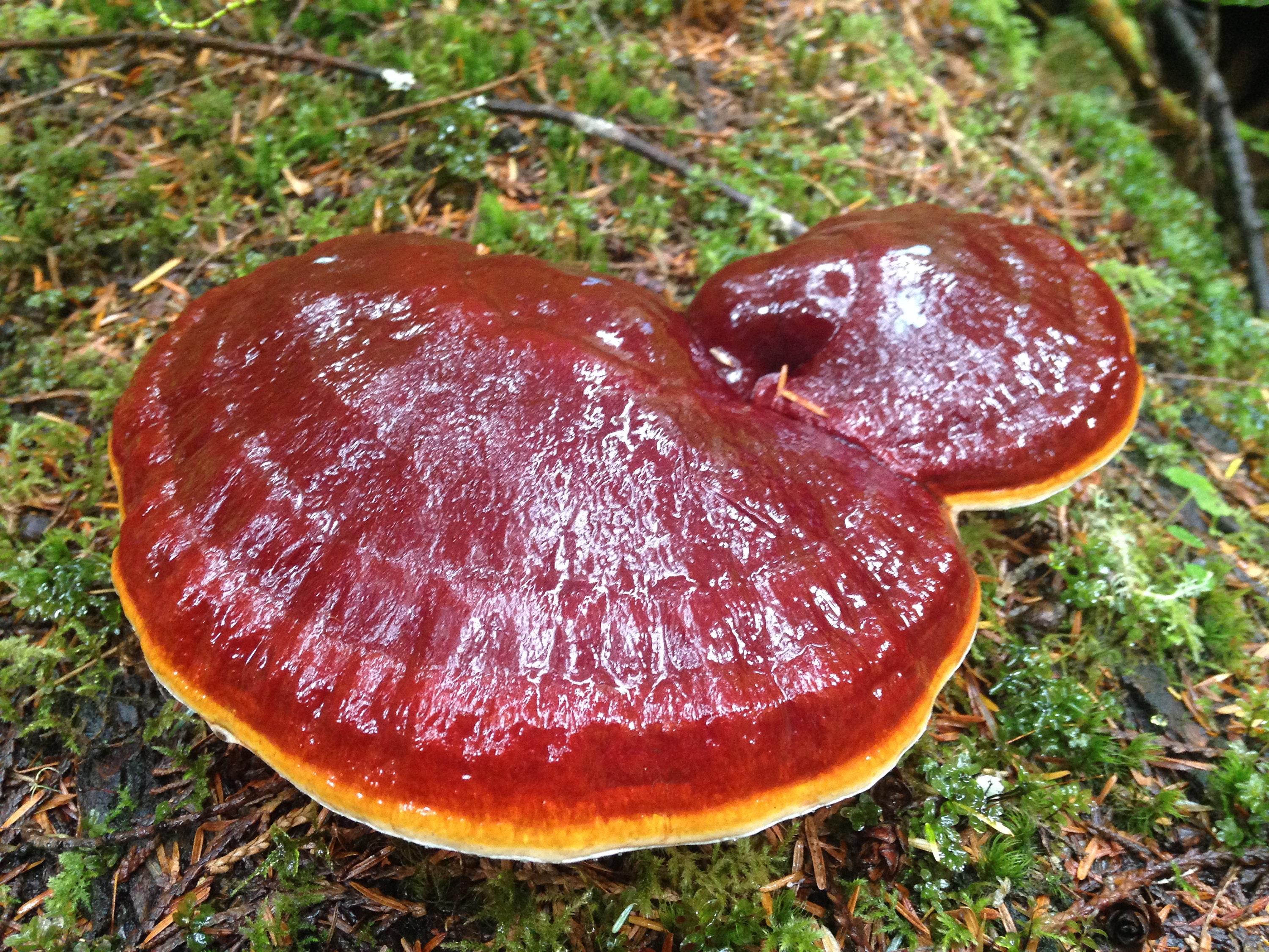 Varnish Conk experts Onlyadvanced Mushroom Kit : Ganoderma - Etsy