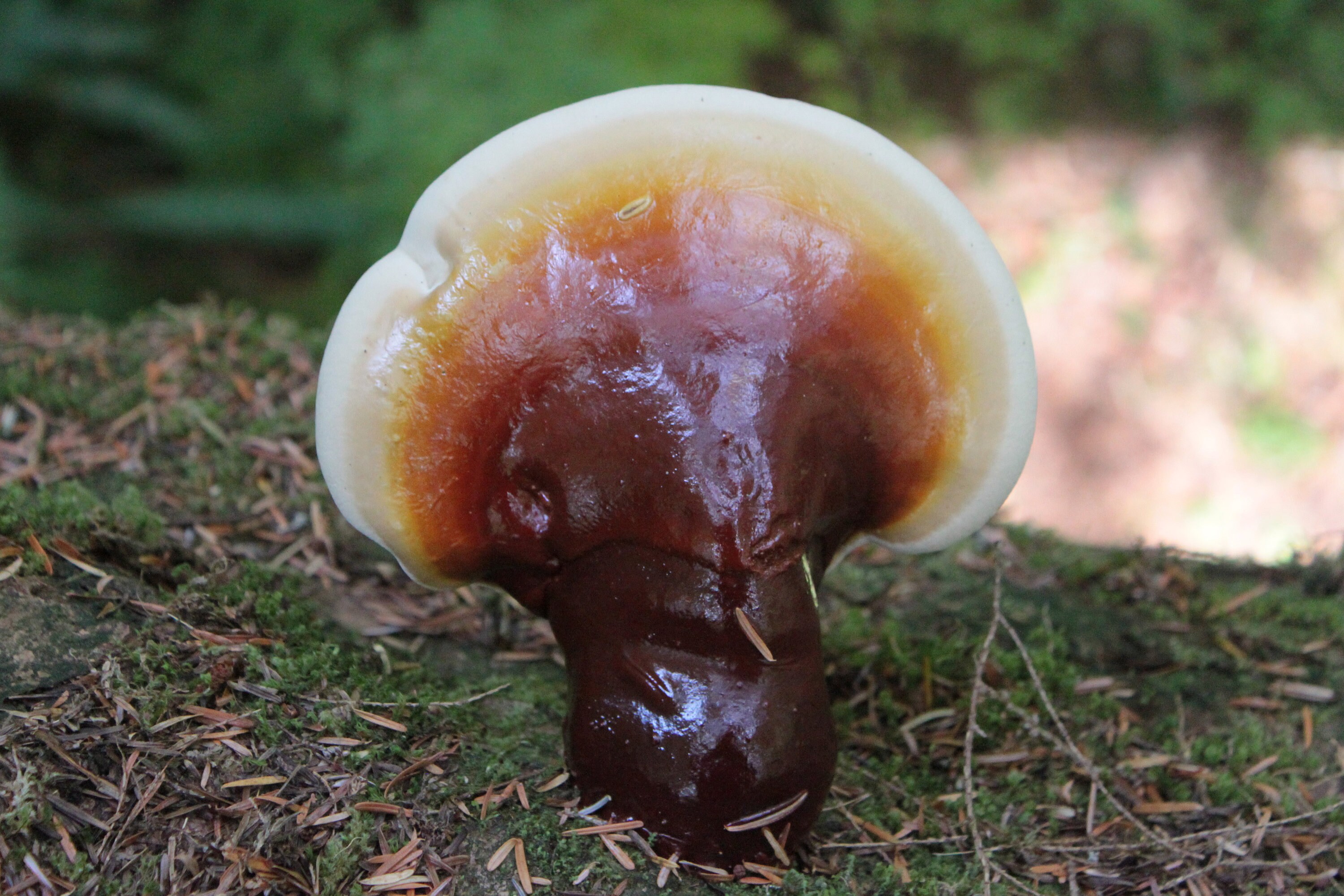 Varnish Conk experts Onlyadvanced Mushroom Kit : Ganoderma - Etsy