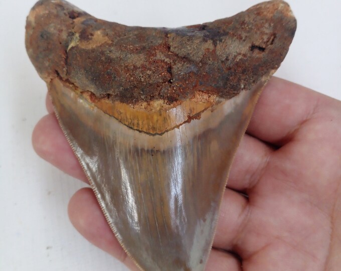 4genuine Fossil Megalodon Prehistoric Shark Tooth,fossil Megalodon ...