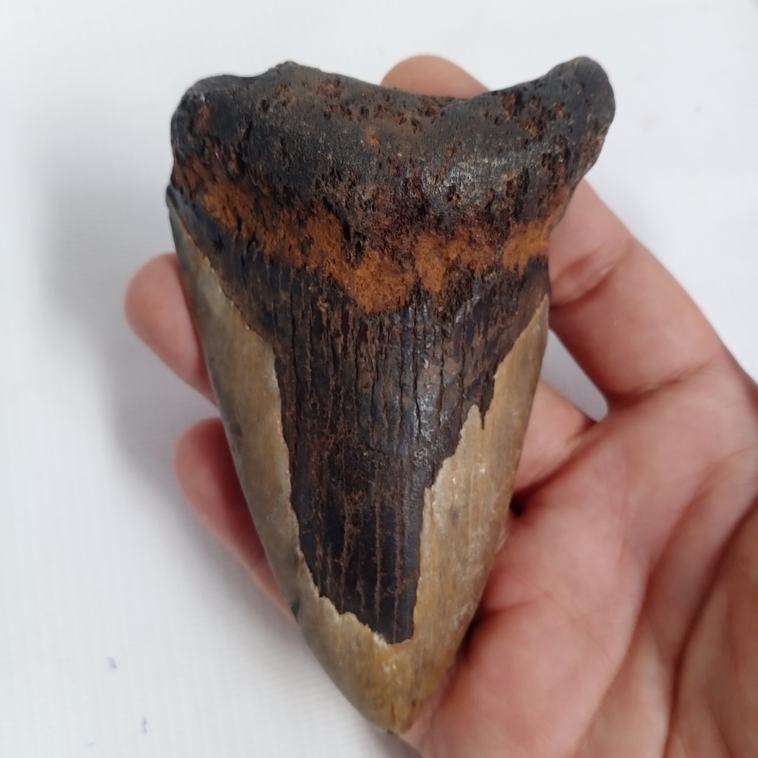 100 Mm Genuine Fossil Megalodon Prehistoric Shark Tooth,fossil ...